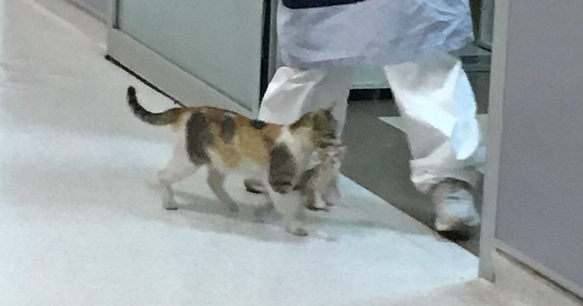 Mother Cat Brings Her Ill Kitten To The Hospital, Medics Rush To Help ...