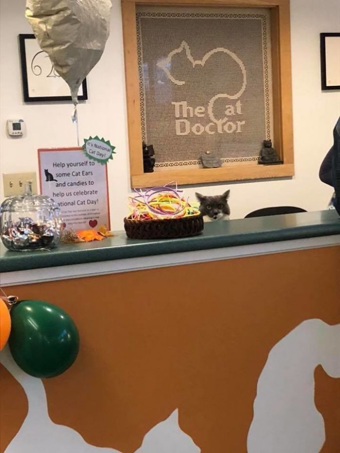 20+ Photos of Cats at Work | Catlov