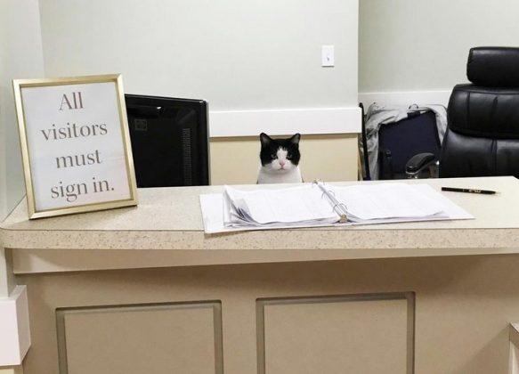 20+ Photos of Cats at Work | Catlov