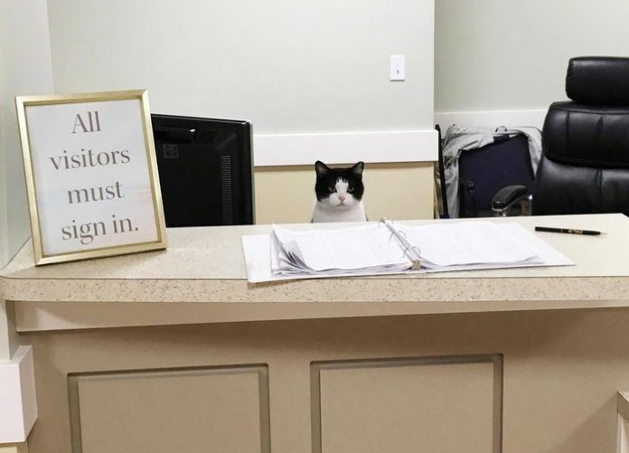 20+ Photos of Cats at Work | Catlov