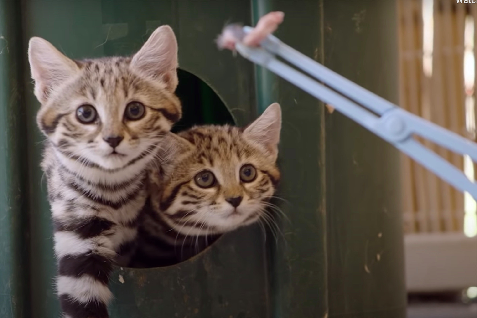 Smitten For Kittens: Zoo shares adorable video of “world’s deadliest ...