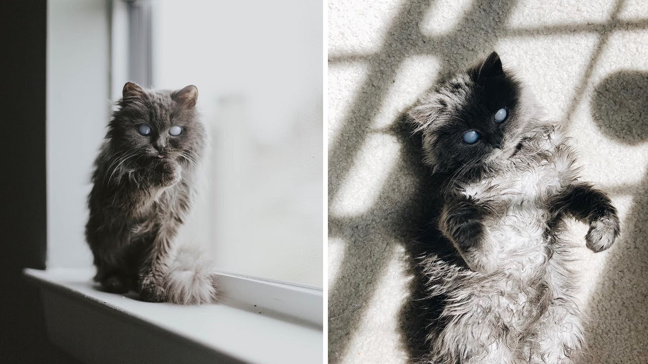 Couple Go to Shelter to Choose a Cat and a Blind Kitty Chooses Them ...
