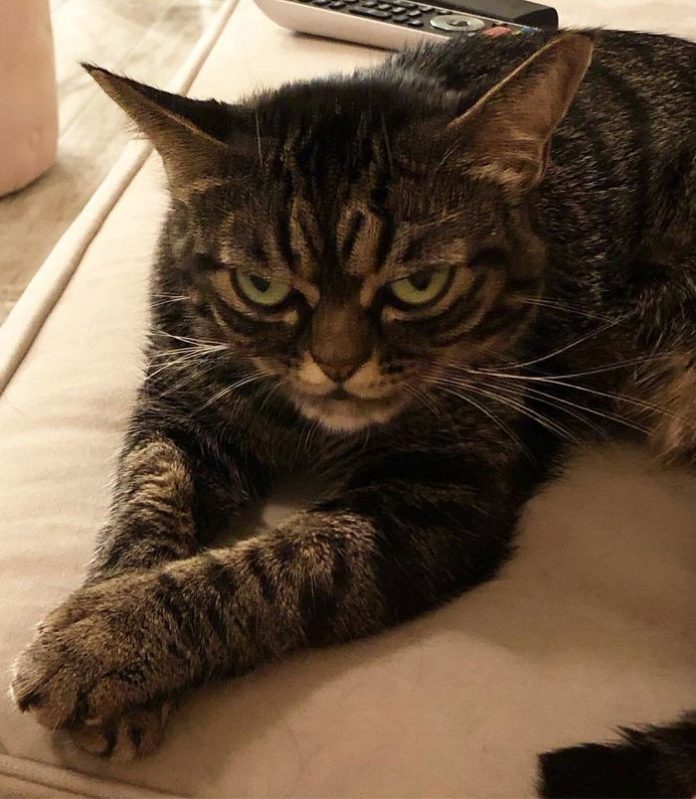 Meet Kitzia, The New Grumpy Cat That Looks Even Angrier Than Her ...