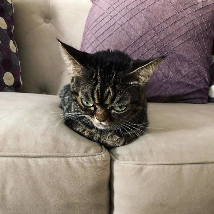 Meet Kitzia, The New Grumpy Cat That Looks Even Angrier Than Her ...