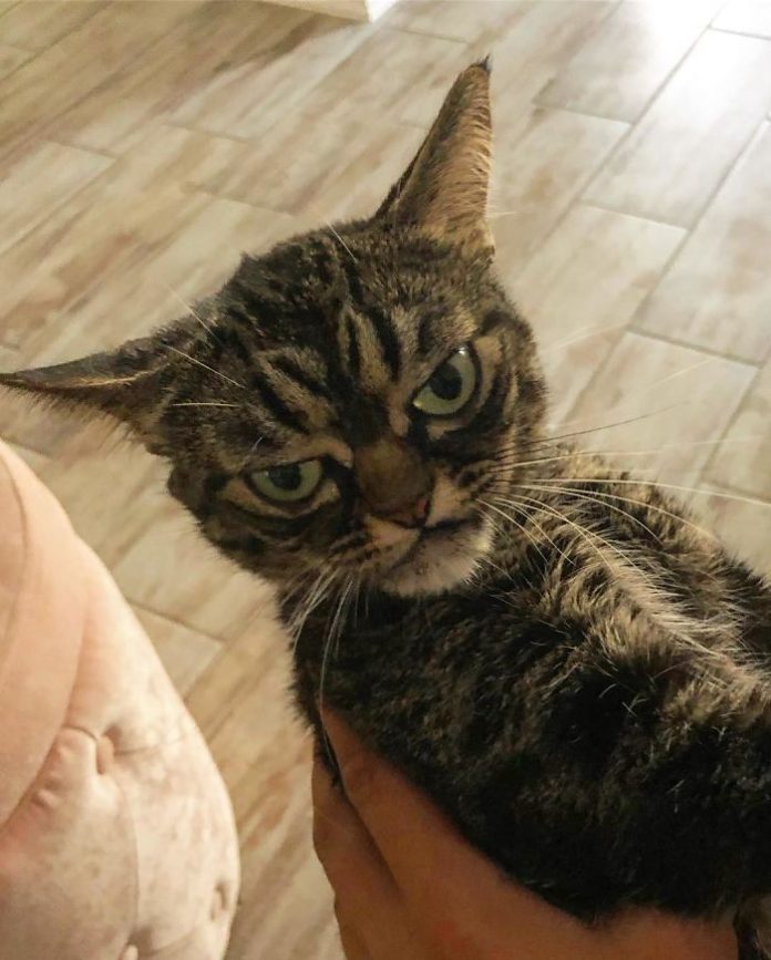Meet Kitzia, The New Grumpy Cat That Looks Even Angrier Than Her ...