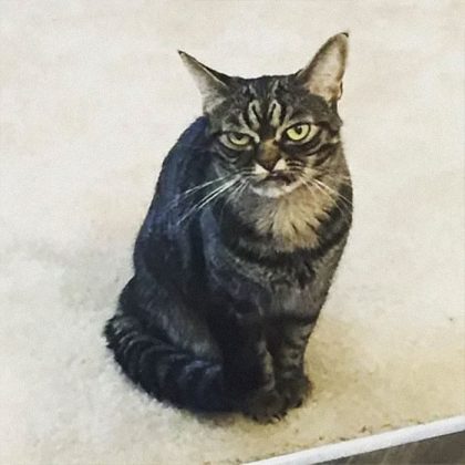 Meet Kitzia, The New Grumpy Cat That Looks Even Angrier Than Her ...