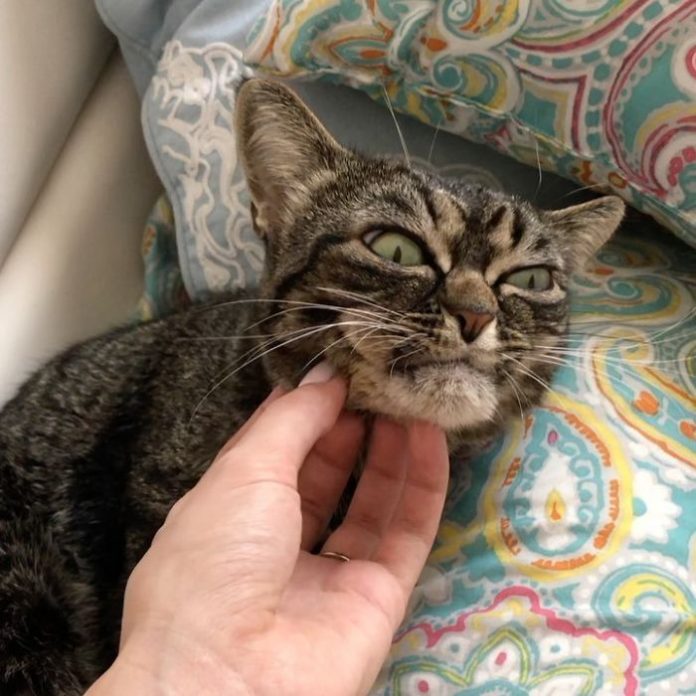 Meet Kitzia, The New Grumpy Cat That Looks Even Angrier Than Her ...