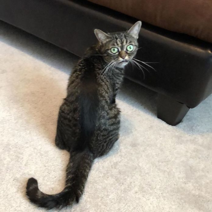 Meet Kitzia, The New Grumpy Cat That Looks Even Angrier Than Her ...