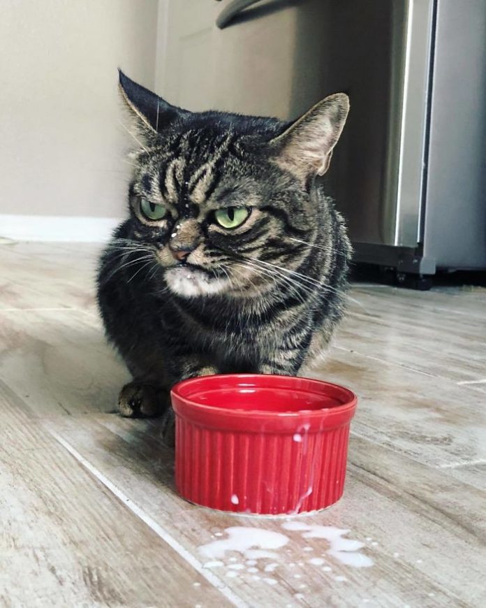 Meet Kitzia, The New Grumpy Cat That Looks Even Angrier Than Her ...
