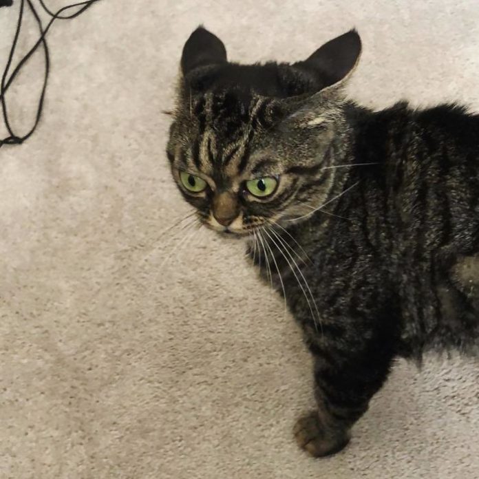 Meet Kitzia, The New Grumpy Cat That Looks Even Angrier Than Her ...