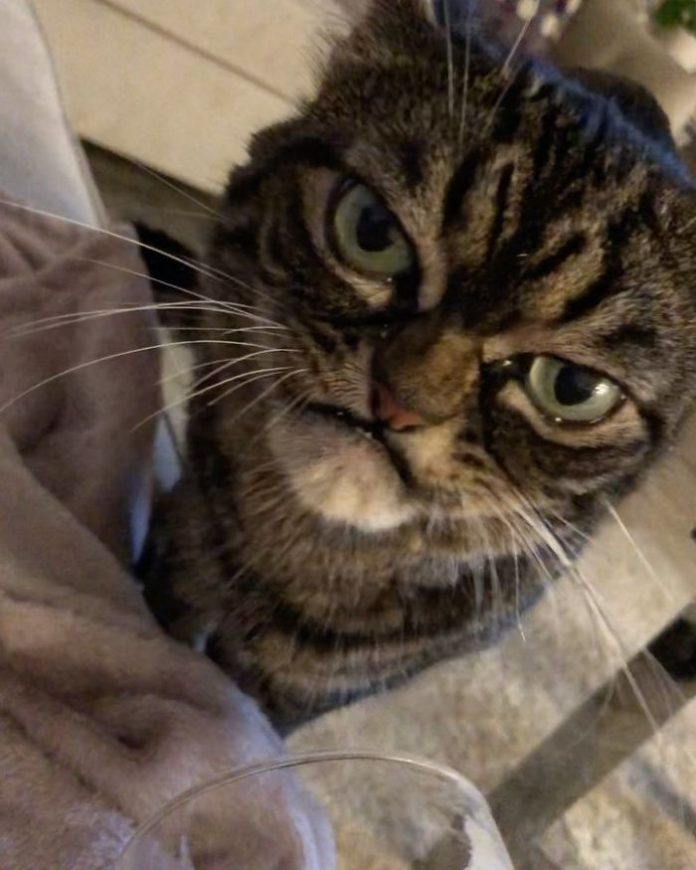 Meet Kitzia, The New Grumpy Cat That Looks Even Angrier Than Her ...