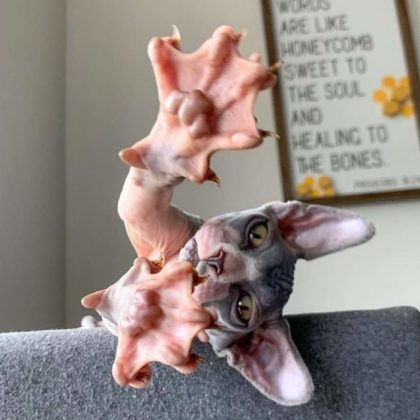25+ Of The Most Scarily Cute Cats Showing Off Their Claws | Catlov