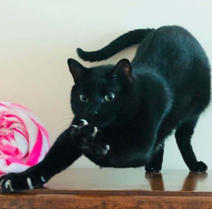 25+ Of The Most Scarily Cute Cats Showing Off Their Claws | Catlov
