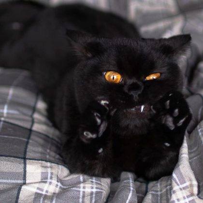 25+ Of The Most Scarily Cute Cats Showing Off Their Claws | Catlov