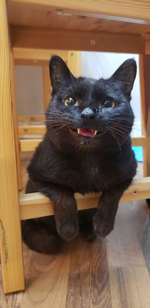 20+ Fascinating Cat ‘Teefies’ Photos | Catlov