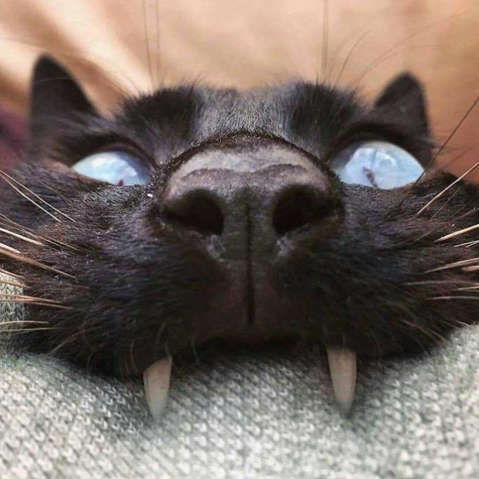 20+ Fascinating Cat ‘Teefies’ Photos | Catlov
