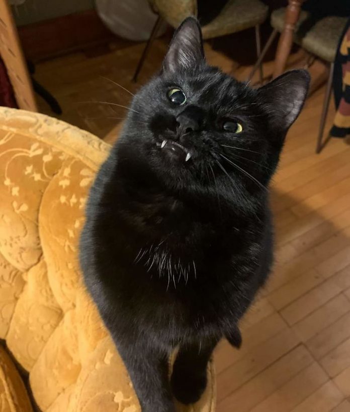 20+ Fascinating Cat ‘Teefies’ Photos | Catlov
