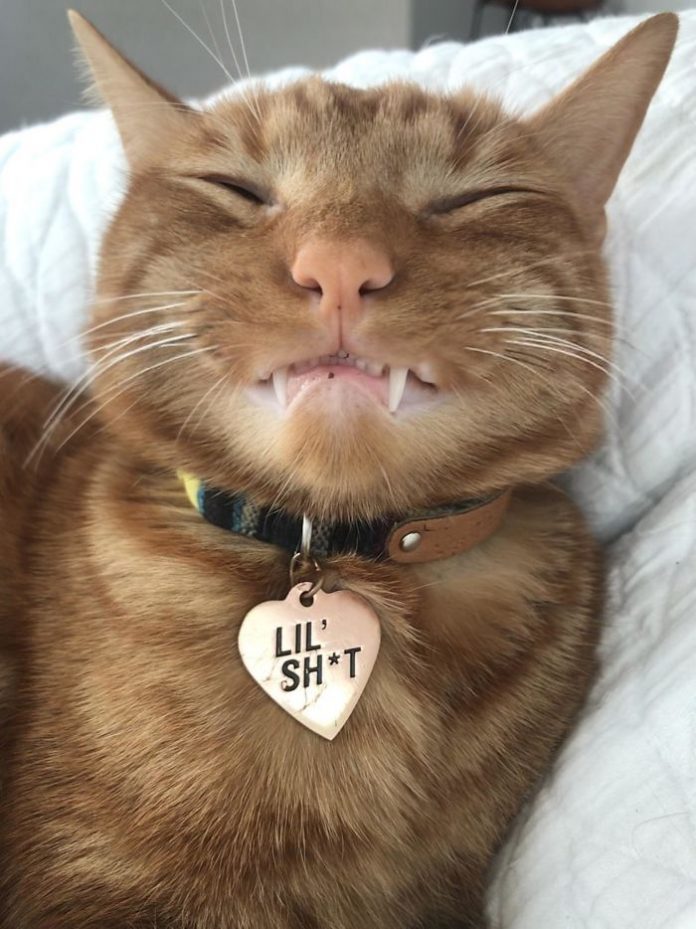 20+ Fascinating Cat ‘Teefies’ Photos | Catlov