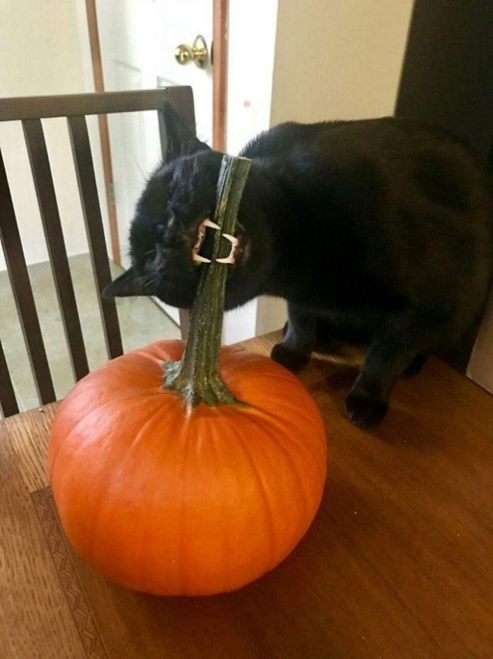 20+ Fascinating Cat ‘Teefies’ Photos | Catlov