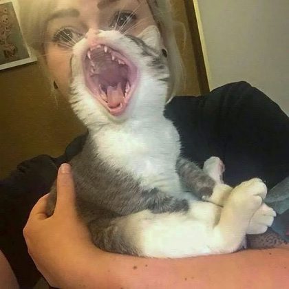 20+ Fascinating Cat ‘Teefies’ Photos | Catlov