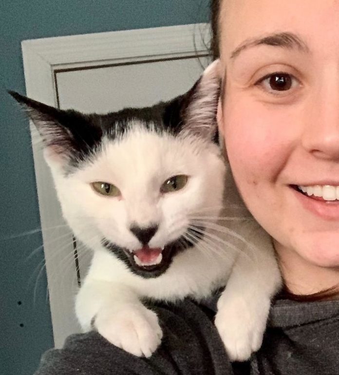 20+ Fascinating Cat ‘Teefies’ Photos | Catlov