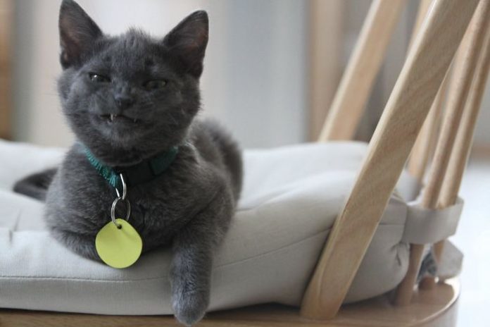 20+ Fascinating Cat ‘Teefies’ Photos | Catlov