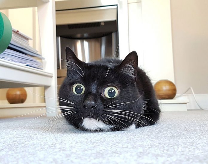 20+ Fascinating Cat ‘Teefies’ Photos | Catlov