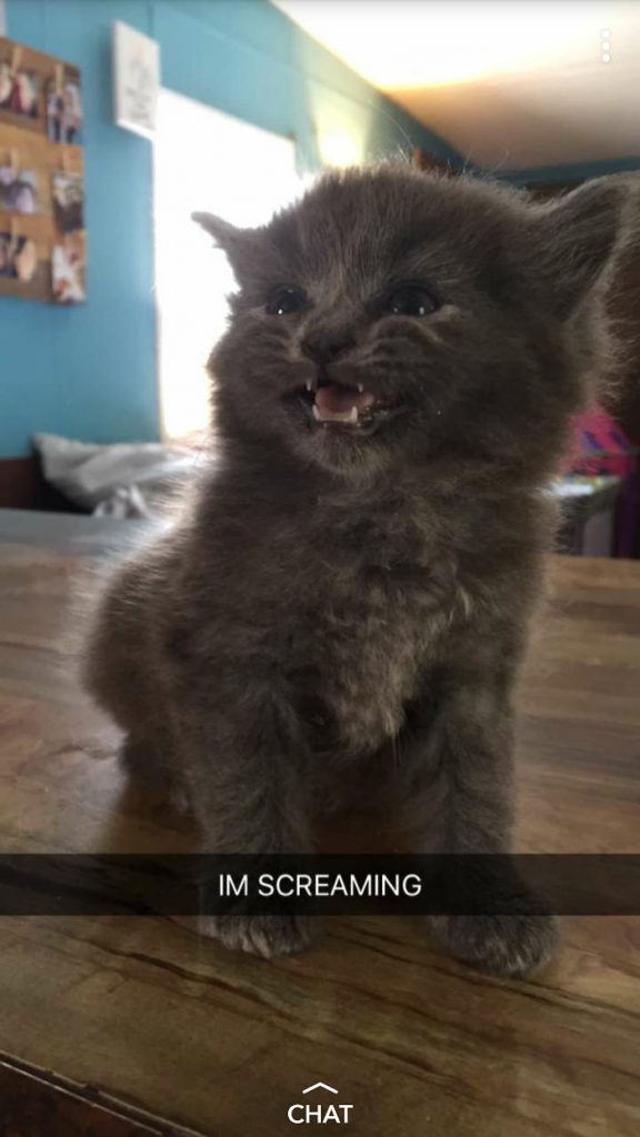 20+ Fascinating Cat ‘Teefies’ Photos | Catlov