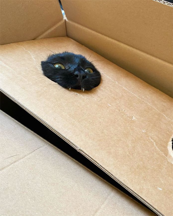 20+ Fascinating Cat ‘Teefies’ Photos | Catlov