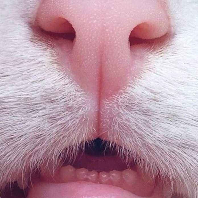 20+ Fascinating Cat ‘Teefies’ Photos | Catlov