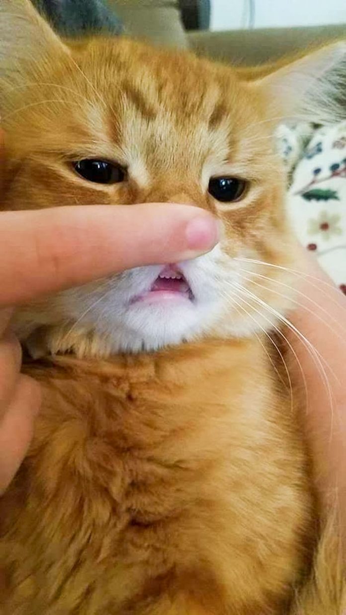 20+ Fascinating Cat ‘Teefies’ Photos | Catlov