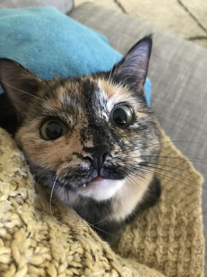 20+ Fascinating Cat ‘Teefies’ Photos | Catlov