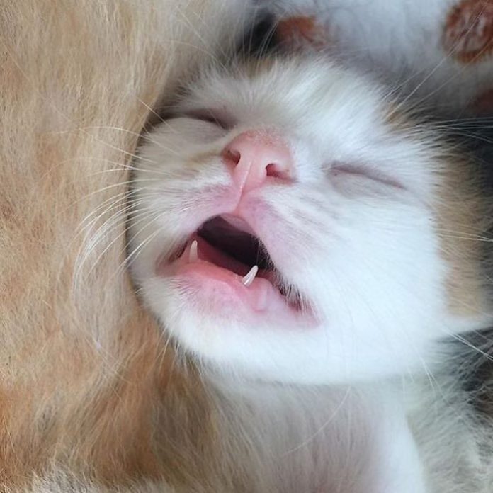 20+ Fascinating Cat ‘Teefies’ Photos | Catlov