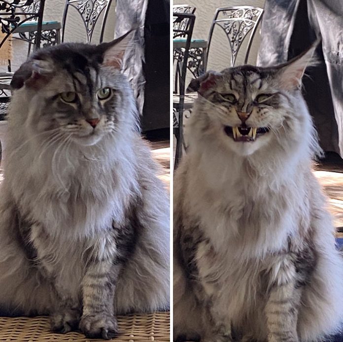 20+ Fascinating Cat ‘Teefies’ Photos | Catlov