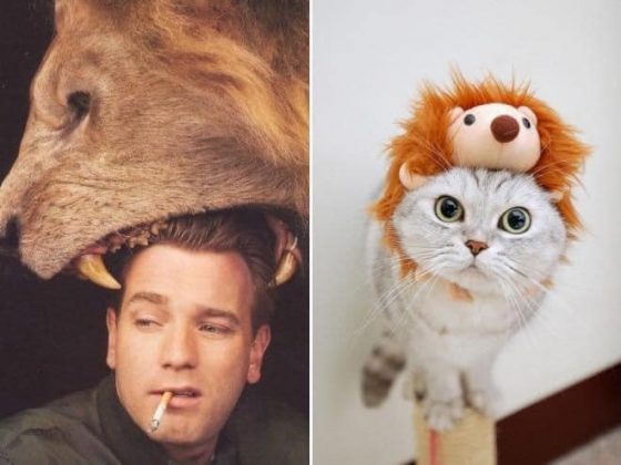 Who Does It Better? Male Models vs. Cats! | Catlov