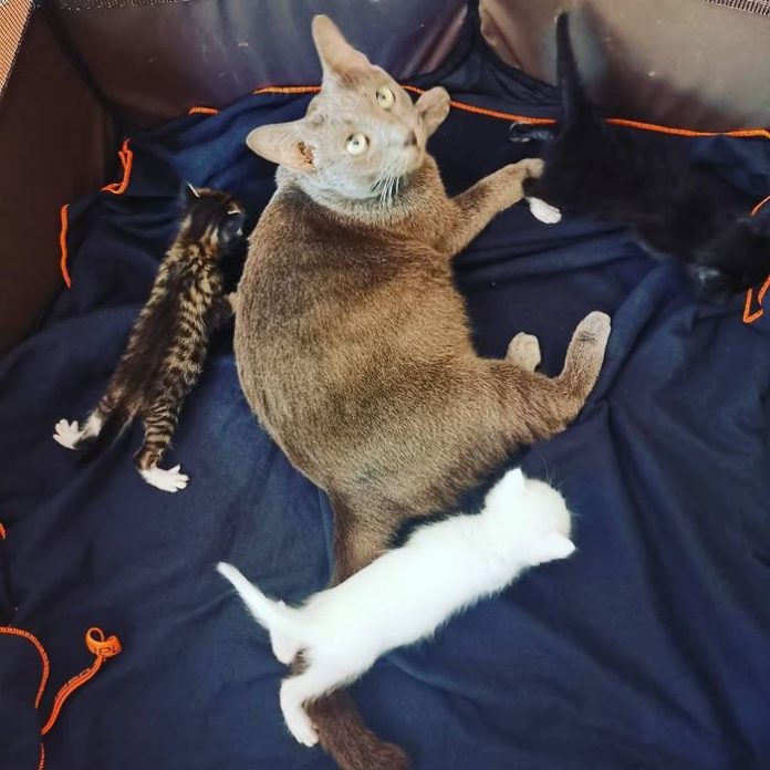 ‘My House, Not My Cat’ Pics That You Will Love If You’ve Ever Wanted To ... ‘My House, Not My Cat’ Pics That You Will Love If You’ve Ever Wanted To ...