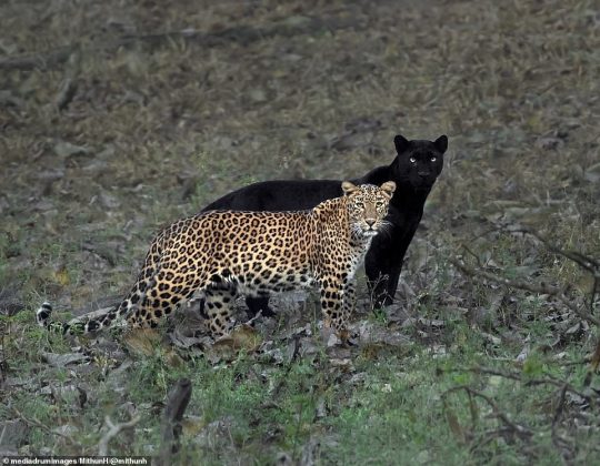 Rare BLACK leopard is spotted stalking its prey and drinking from a ...