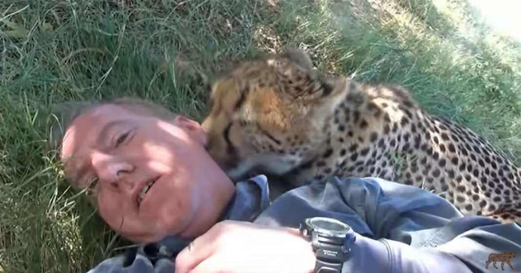 Cheetah Sees Wildlife Photographer Napping Under A Tree, Decides To ...