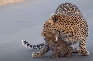 Mother Leopard Helps Her Cubs Cross The Road In This Fascinating Video ...