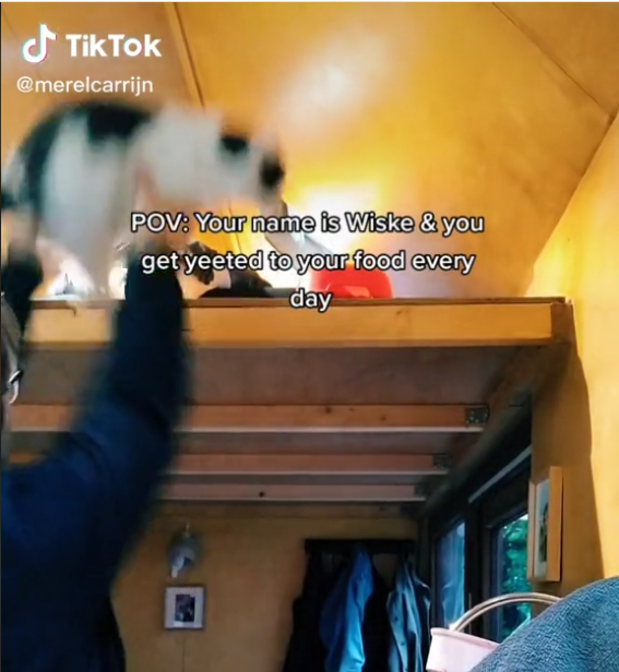 Cat being “Yeeted” to its food gone viral | Catlov