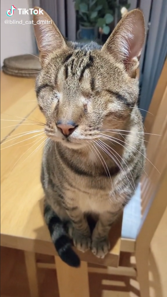 Blind Cat on Tiktok gone viral! | Catlov