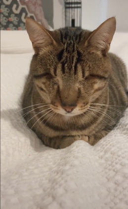 Blind Cat on Tiktok gone viral! | Catlov