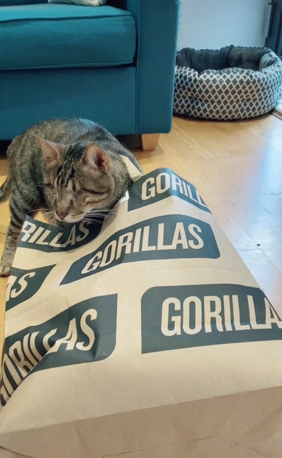 Blind Cat on Tiktok gone viral! | Catlov