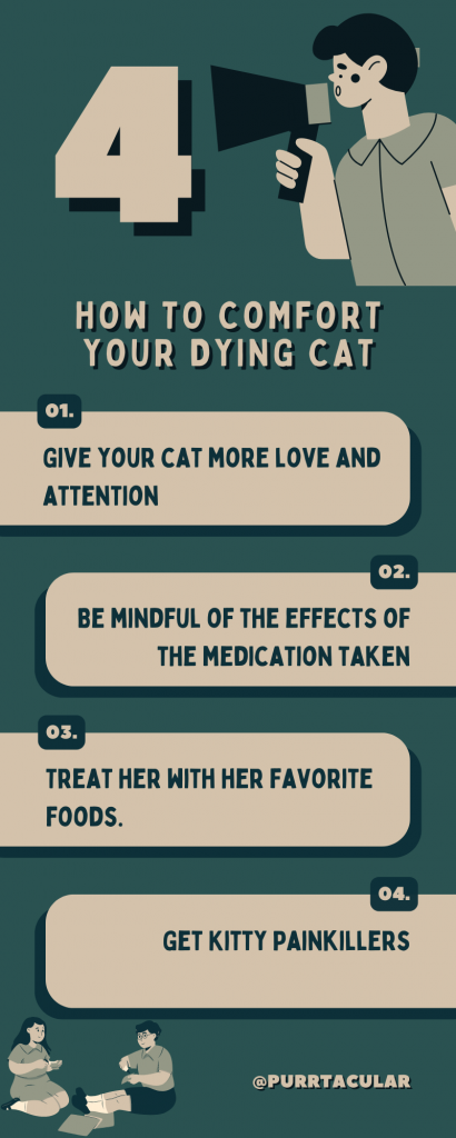 5 Major Signs That Your Cat Is Dying And How To Comfort Your Dying Cat ...