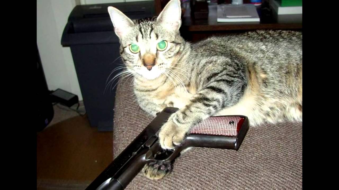 15+ Photos Of Cats With Guns, Just That | Catlov