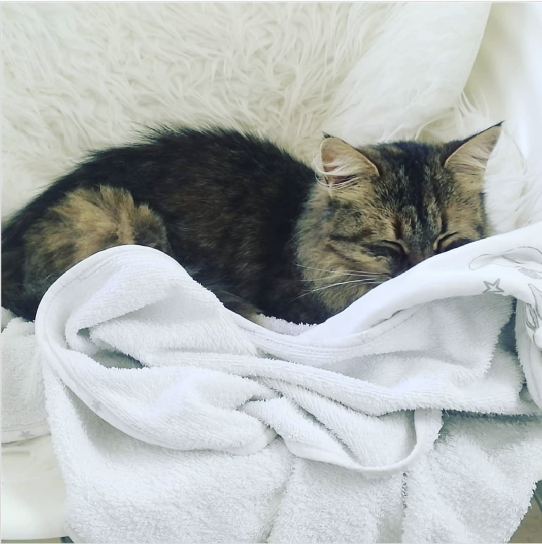 Why Cats Nuzzle Their Head Into You (And Your Bed) | Catlov