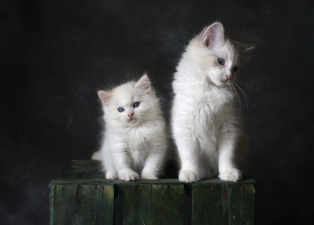 10 Cat Pictures That Will Make You “Aww” | Catlov