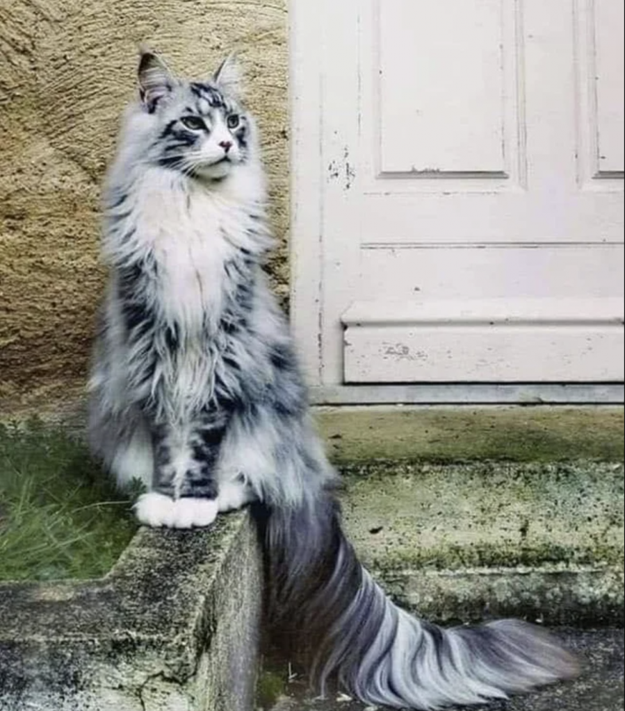 This Cat Breed Exudes Ethereal Beauty | Catlov