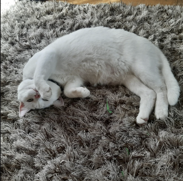 10 Cat Pictures That Will Make You “Aww” | Catlov