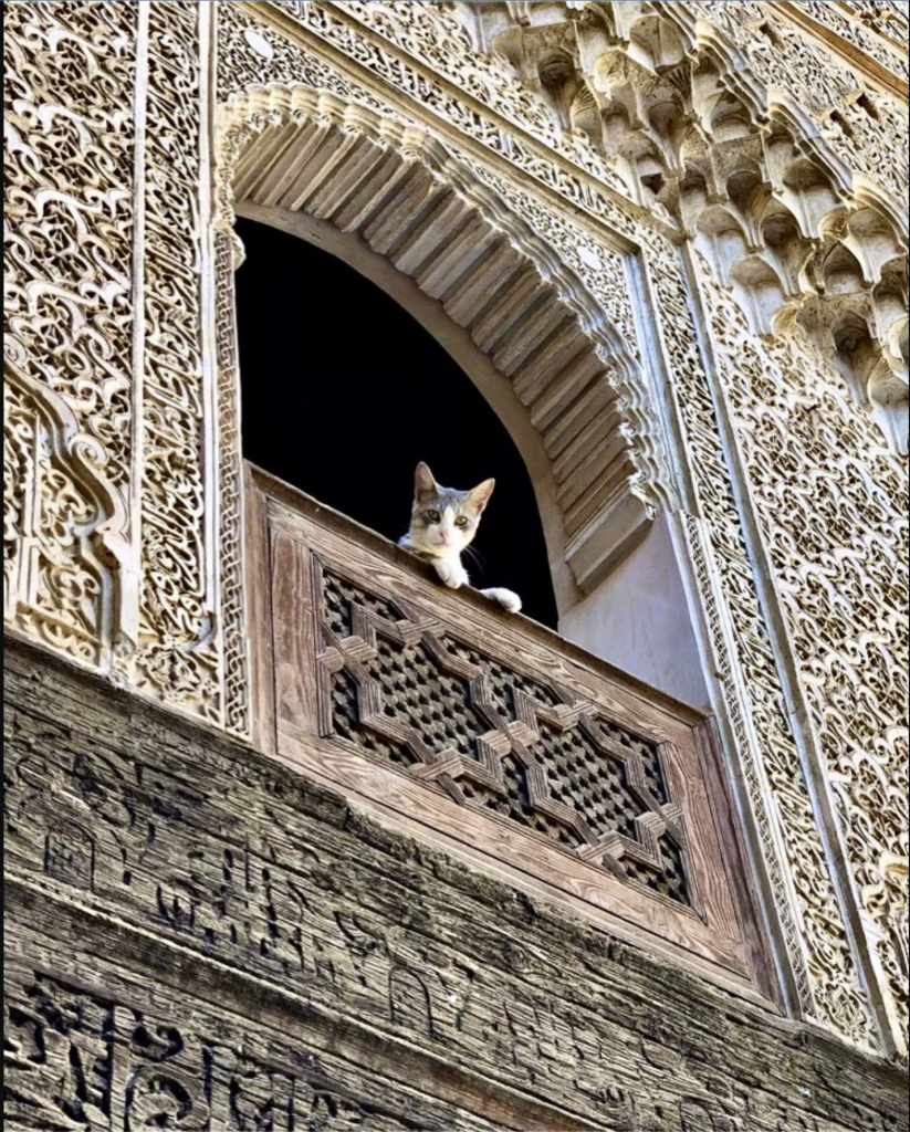 Why Cats Are An Important Part Of Moroccan Culture | Catlov